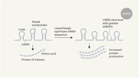 Dr E Shyam P Reddy On Linkedin A Tool For Optimizing Messenger Rna Sequence