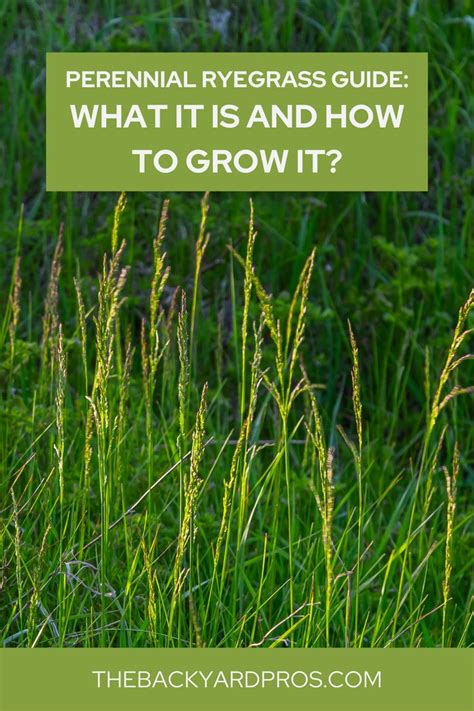 Perennial Ryegrass Guide What It Is And How To Grow It