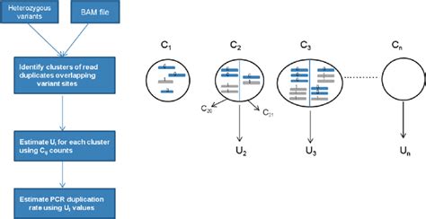 Overview Of Computational Method For Estimating The Pcr Duplication Download Scientific Diagram