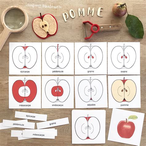 Images Classifiées Montessori Des Parties De Lanatomie De La Pomme