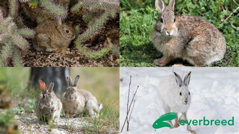 Do Rabbits Hibernate Learn How They Survive Winter Everbreed