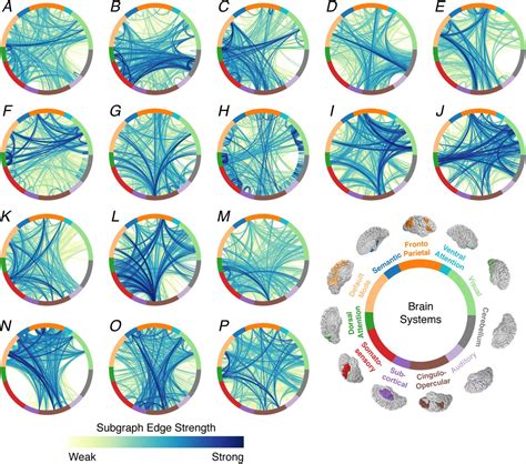 Subgraphs Of Functional Brain Networks Identify Dynamical Constraints Of Cognitive Control Biorxiv