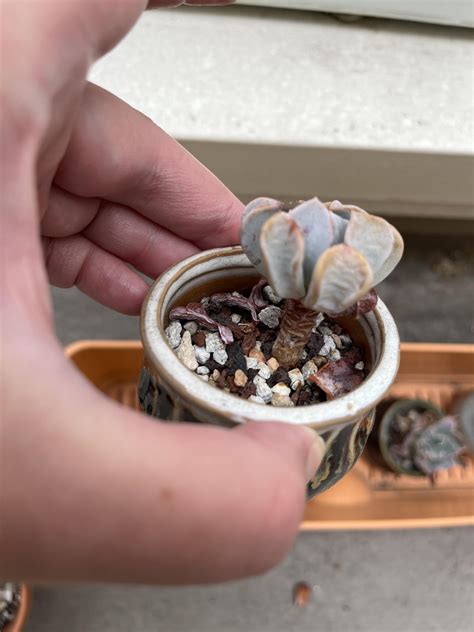 Stem Darkening And Aerial Roots Rsucculents