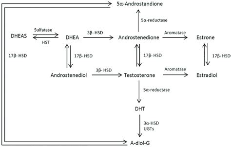 Simplified Schematic Of The Biosynthesis Pathway Of Sex Hormones