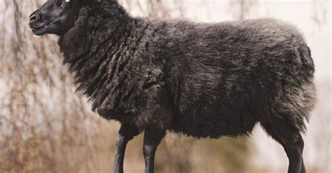 Fièvre Catarrhale Ovine Repérer Les Signes Inquiétants En 2025 🐑⚠️