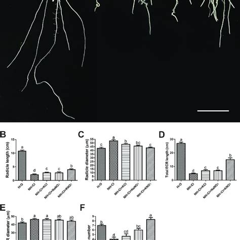 Root Architecture A Photograph Of Roots Grown For Days Scale Bar Download Scientific