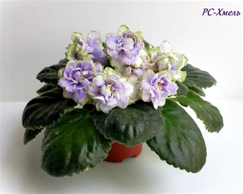 Сенполия (комнатная фиалка) РС-Хмель: особенности и характеристика ...