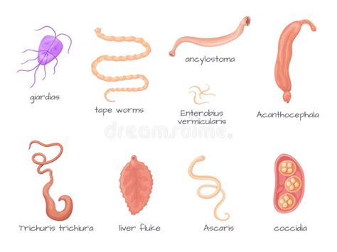 Roundworm Diagram