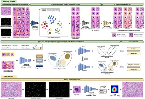 Framework Overview Of The Proposed Mitdet Hematoxylin Based Nuclei Download Scientific Diagram
