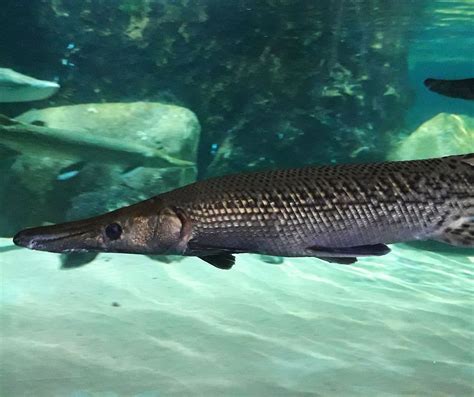 The Ultimate Guide To Caring For Alligator Gars
