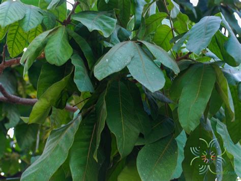 มะหวด Lepisanthes Rubiginosa Roxb Leenh ข้อมูลพันธุ์ไม้