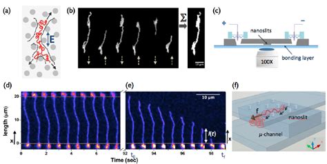 A Schematic Showing Reptation Of Entangled Polymer Driven By An