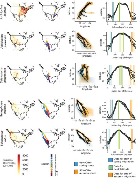 Summary Of Migration Patterns For The Five Hummingbird Species Each Download Scientific