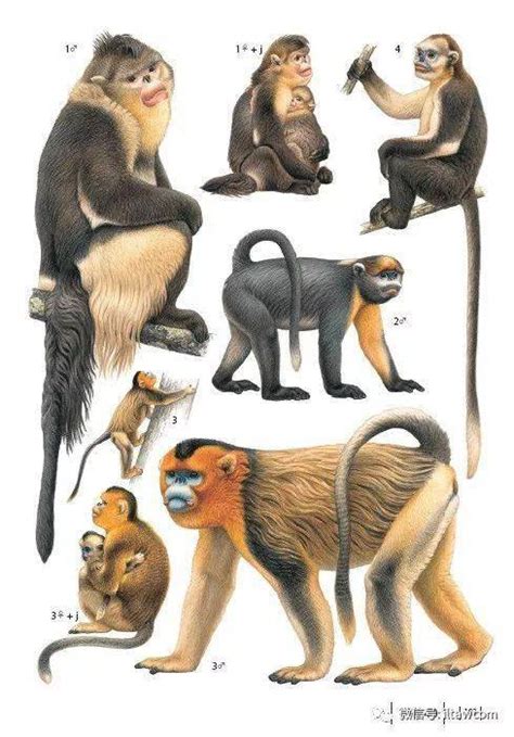 灵长类百科全书 世界顶尖灵长类专家联手巨献 搜狐大视野 搜狐新闻