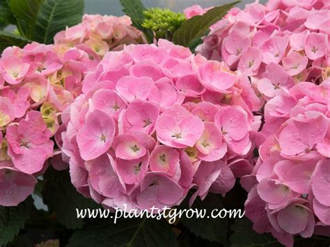 5 9 Plants To Grow Plants Database By Paul S Drobot