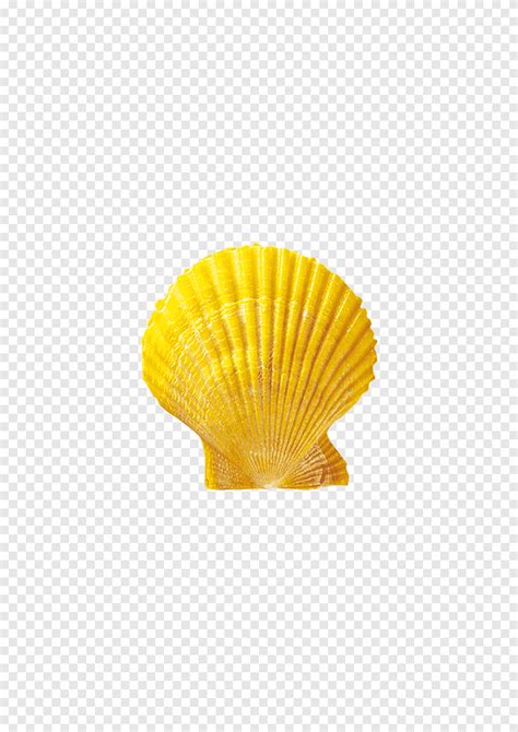Seashell Conchology Material Shell Orange Material Png Pngegg