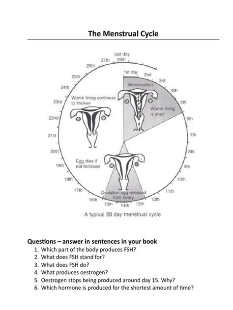 The Menstrual Cycle Worksheet Pdf