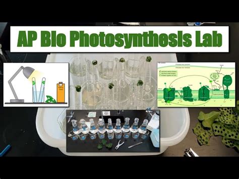 Biology Photosynthesis Lab
