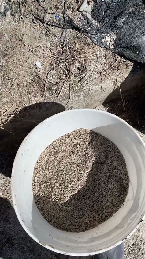 몇년 묵힌 천연칼슘비료 굴 껍질 정리 및 살포 Youtube