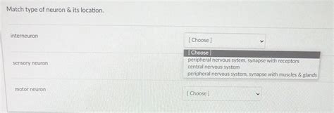 Solved Match Type Of Neuron Its Location Interneuron Chegg Com