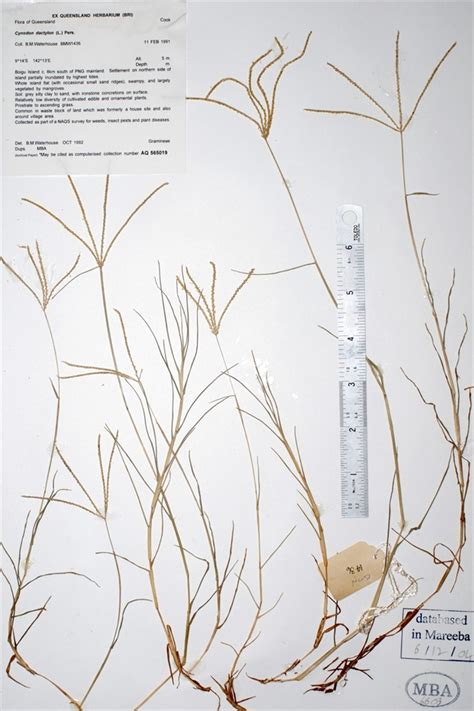 Cynodon Dactylon