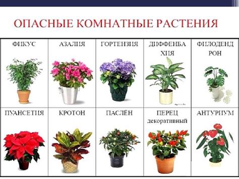 Какие цветы нельзя держать дома и почему перечень опасных растений