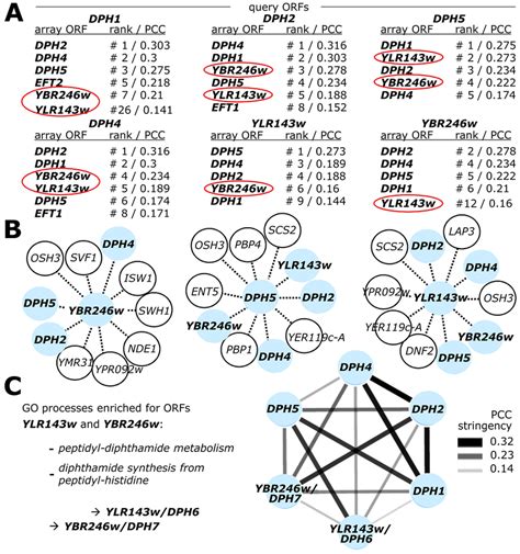 Genome Wide Gene Interaction Databases Identify Additional Diphthamide