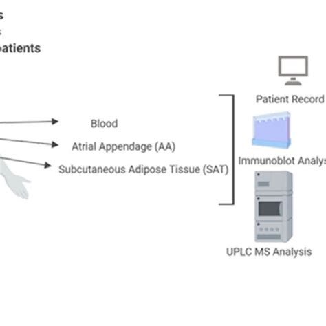 Experimental Layout Of Uplc Ms Analysis Of Systemic And Intracellular