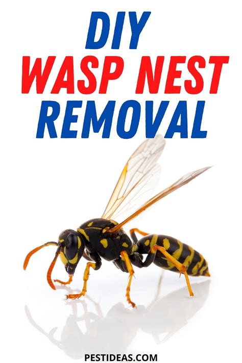 DIY Wasp Nest Removal Pest Ideas