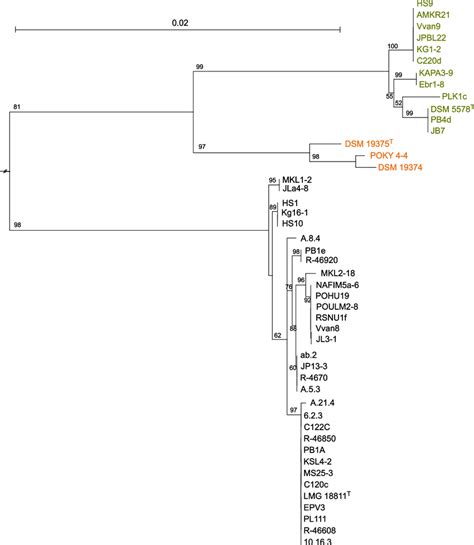 Maximum Likelihood Phylogenetic Tree For Concatenated Housekeeping