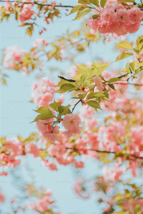 나뭇가지에 앉아 있는 새 사진 Unsplash의 꽃 이미지