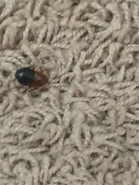 Is This A Cockroach Oklahoma Rwhatsthisbug