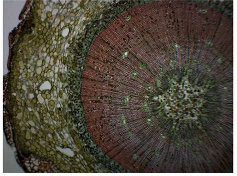 Pine Life History Composite Prepared Microscope Slide 75x25mm Klm Bio Scientific