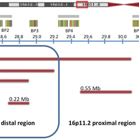 Recurrent Cnvs In The 16p112 Region Cnvs Are Indicated With Reddish