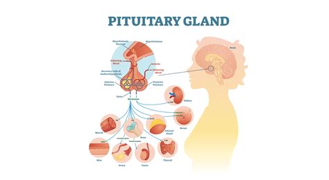 Hypofyse Hormoonfactor