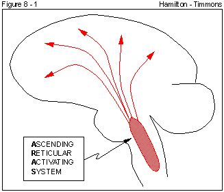Reticular Activating System