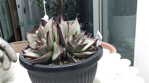 구독자님 선물 모란장표 블랙킹군생 우리집 흙배합카시오적금도 분갈이 큰선물 받았어요~~~~~💕 Youtube