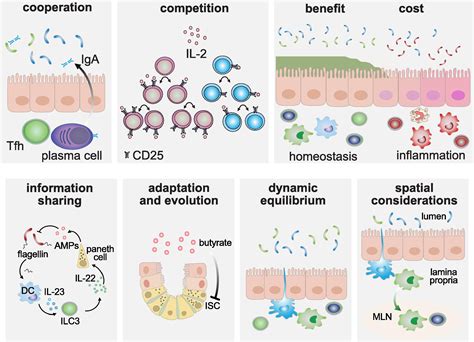 Organismal Mucosal Immunology A Perspective Through The Eyes Of Game