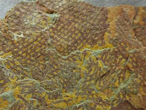 Aegirocassis Benmoulae Anomalocaridid Fossil