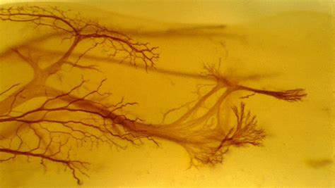 Connecting Neurons Connecting Neurons
