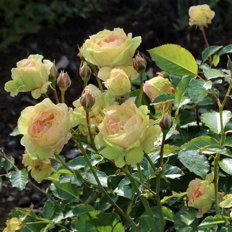 Reviews For National Plant Network Bareroot Mint Julip Hybrid Tea Rose 2 Piece Pg 3 The