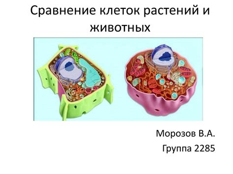 Сравнение клеток растений и животных Online Presentation