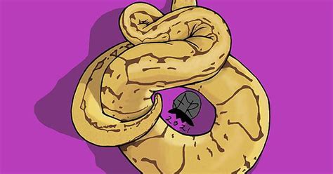 Lemon Blast Ball Python Python Regius Album On Imgur