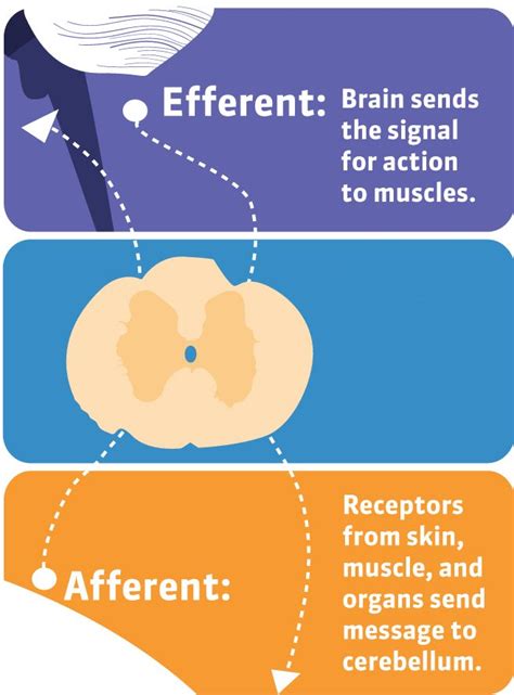 Afferent And Efferent Divisions