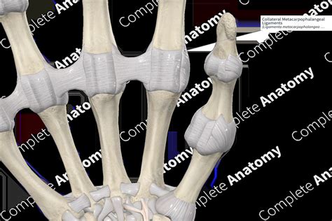 Metacarpophalangeal Joint Ligaments The Transverse Metacarpal