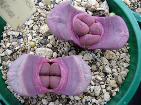Lithops Meyeri Hammeruby Lithops Succulents Planting Succulents Succulents Diy