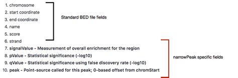 Peak Calling With Macs2 Introduction To Chip Seq Using High