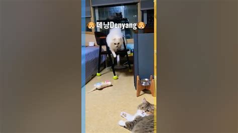 고양이들이랑 놀고싶은 강아지 포메라니안 데냥 구독 Youtube