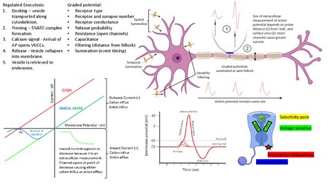 Section B Synapses Summary Structure And Function Of Nervous Systems Phol Studocu