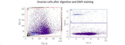 Ovarian Cells After Digestion And DAPI Staining Download Scientific Diagram